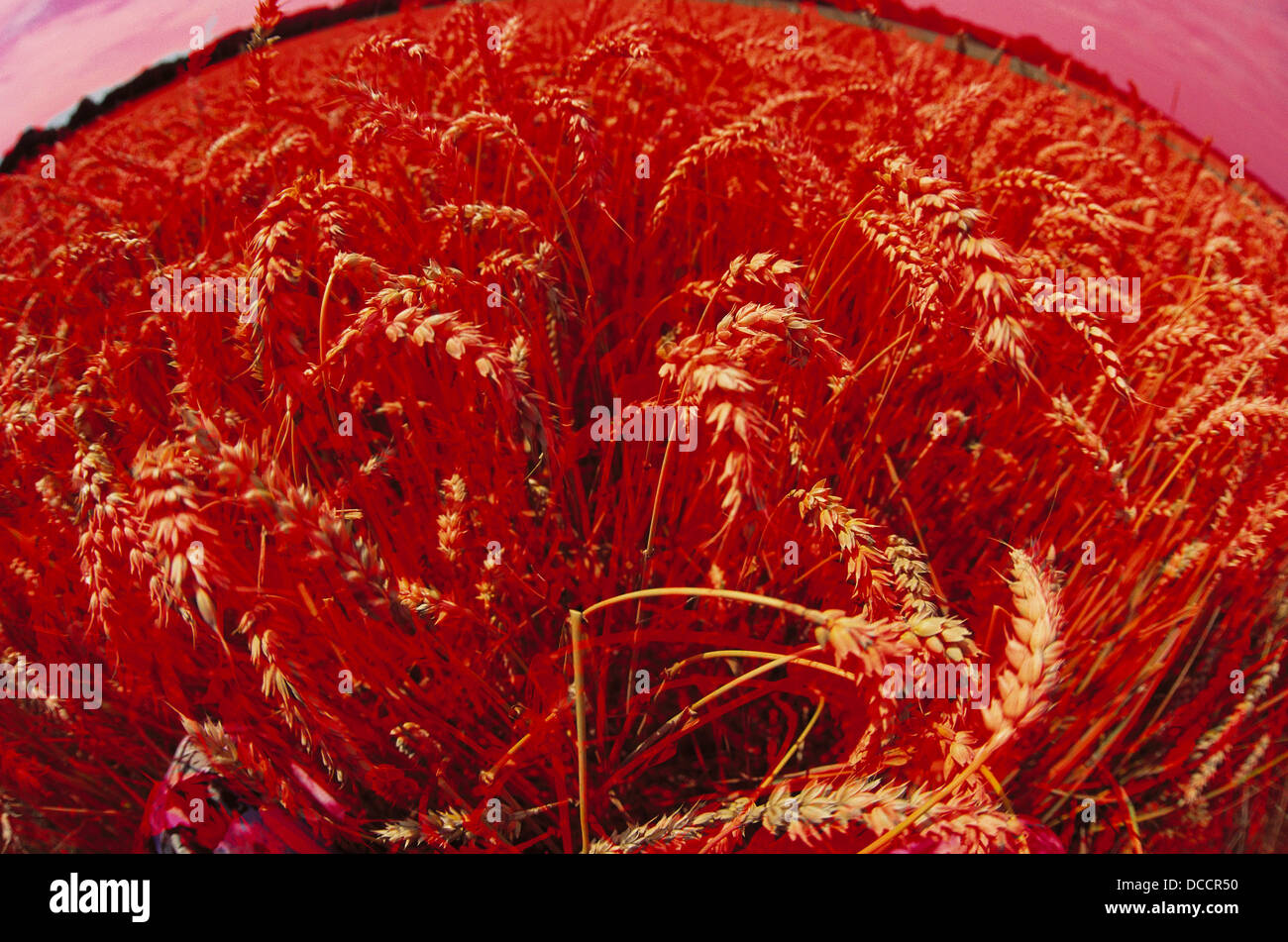Triticum sp hi-res stock photography and images - Alamy