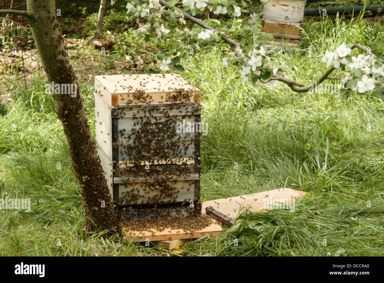 Beehive with a swarm of bees (Apis mellifera Stock Photo - Alamy