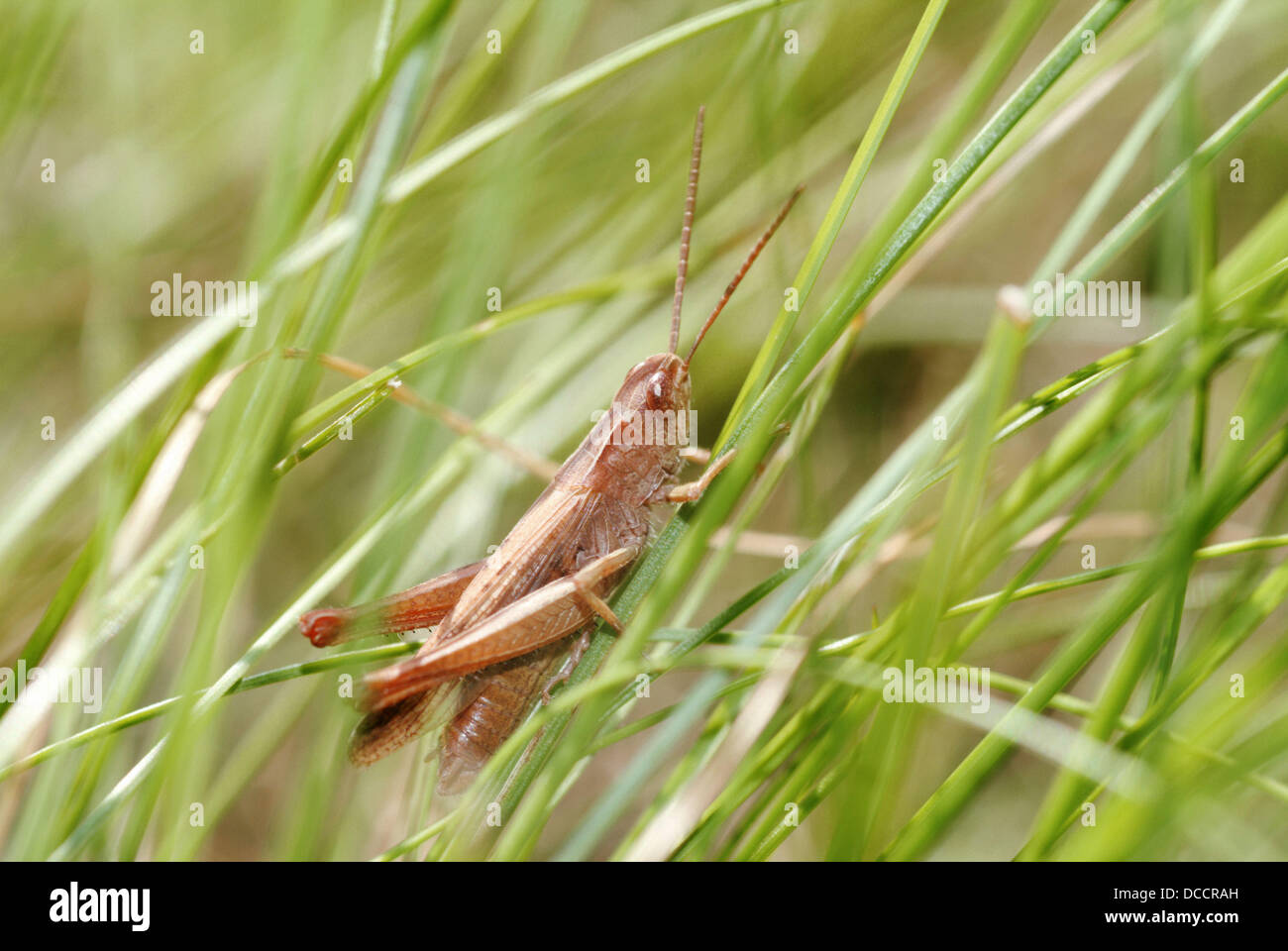 Chirping grasshopper hi-res stock photography and images - Alamy