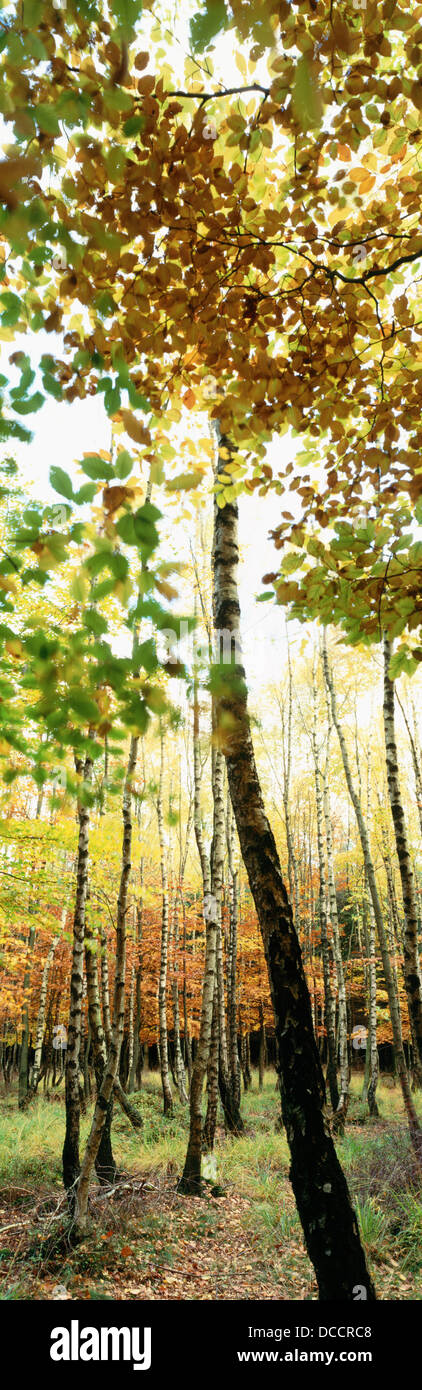 Beeches and Birches. Ardennes. Belgium Stock Photo - Alamy