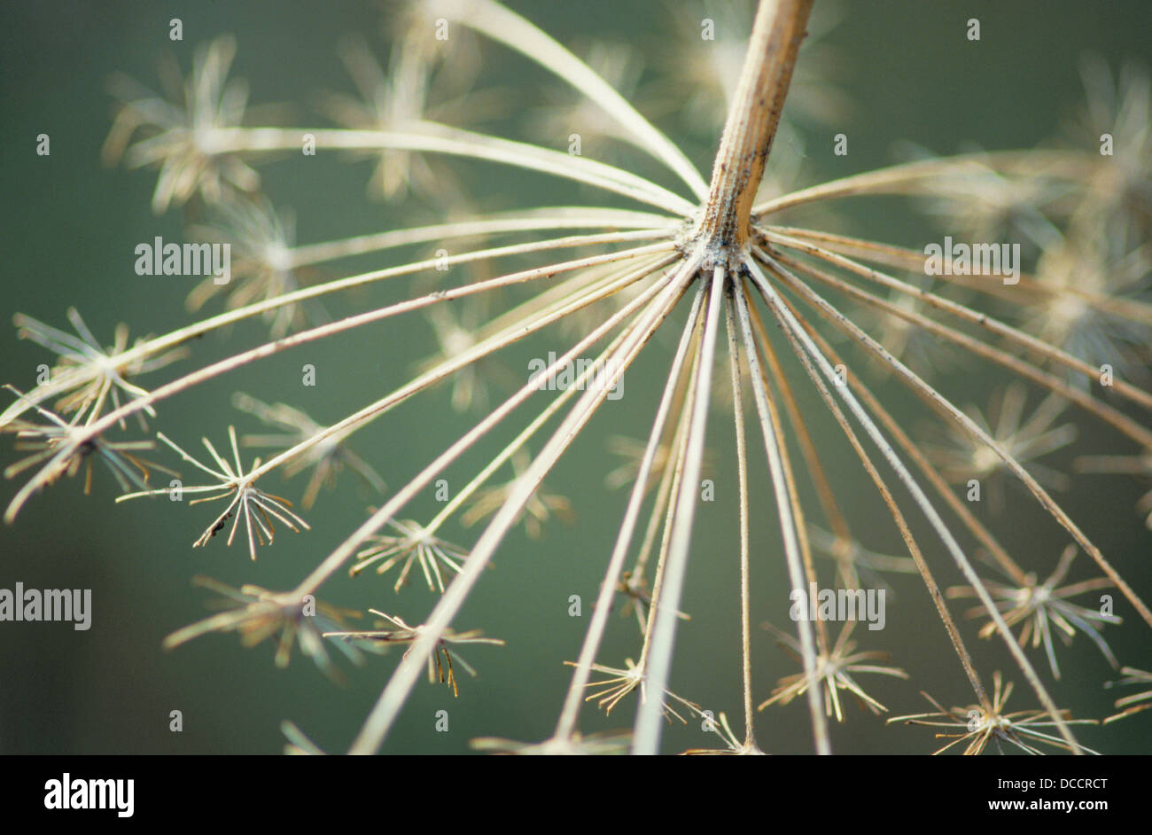 Umbellate hi-res stock photography and images - Alamy