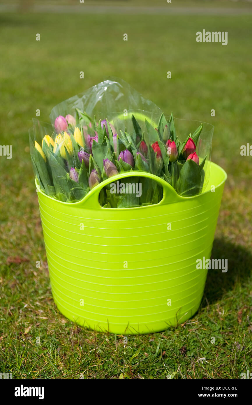 Bucket colorful tulips Stock Photo - Alamy
