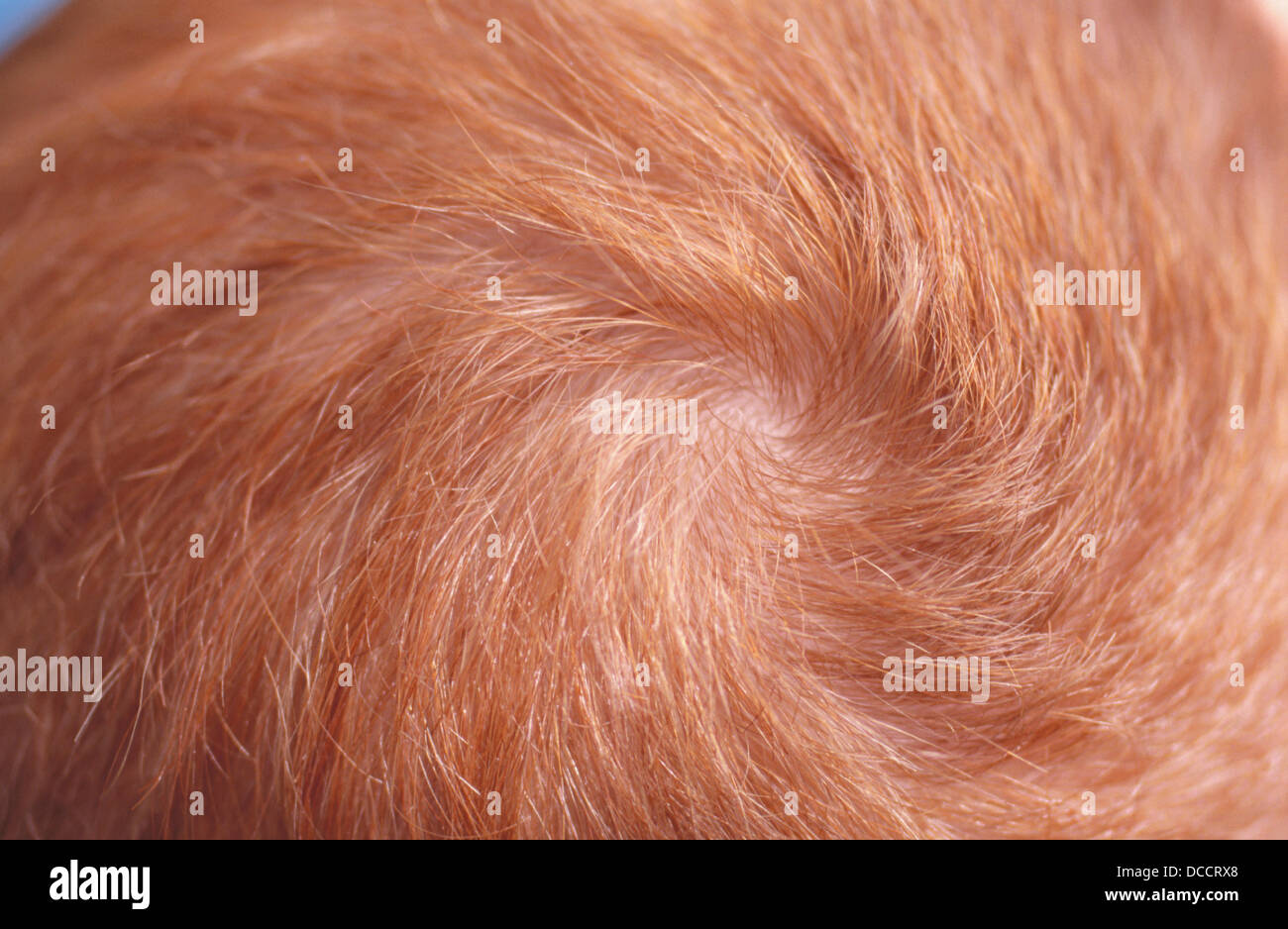 Swirl of red hair on child´s head Stock Photo - Alamy