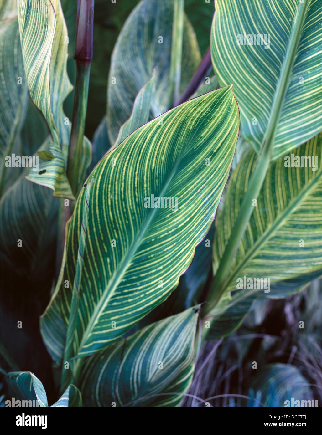 Variegated Canna foliage Stock Photo - Alamy