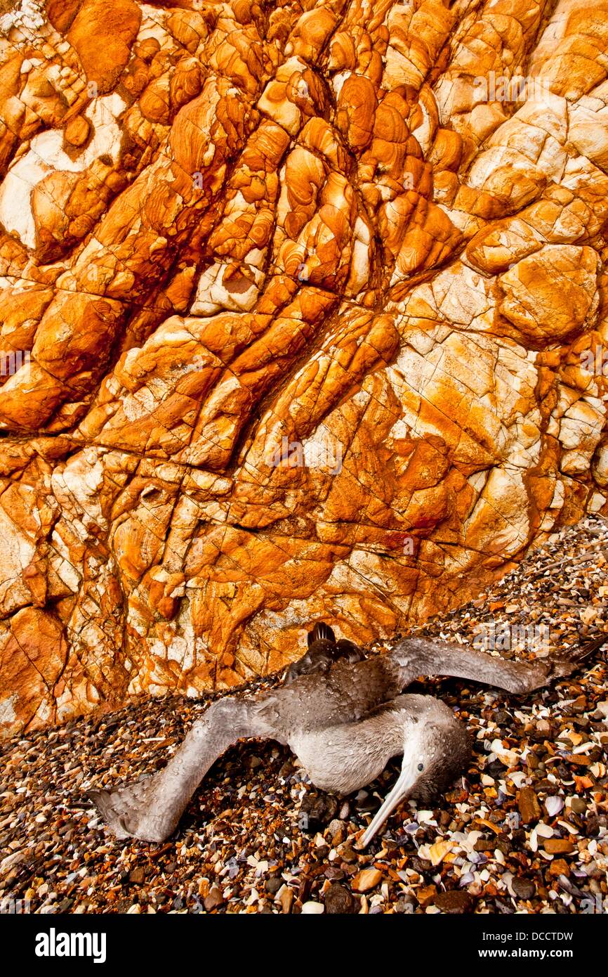 Dead juvenile shag lies on beach beneath richly textured cliff, Onawe ...