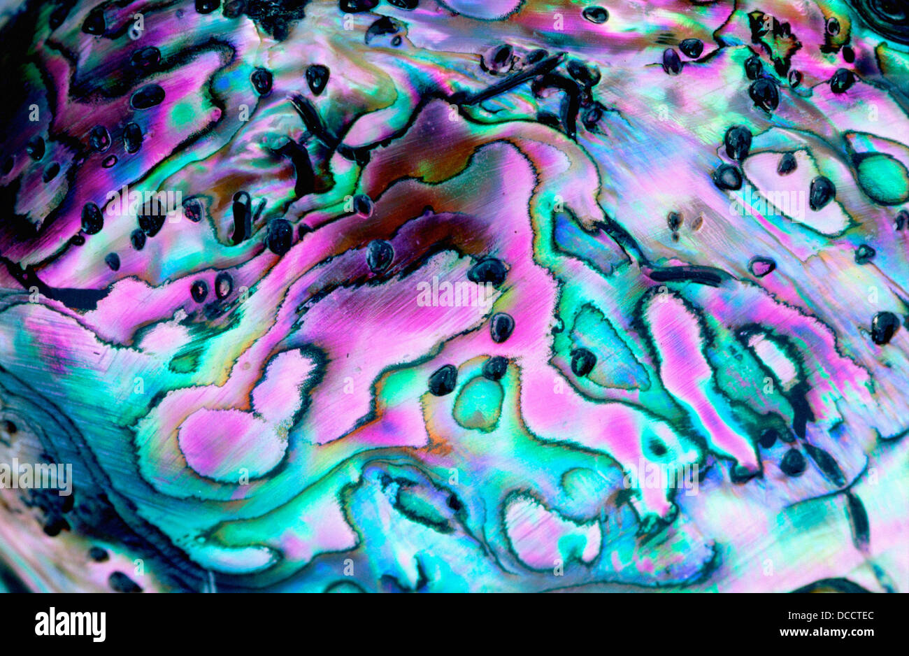 Rainbow abalone hi-res stock photography and images - Alamy