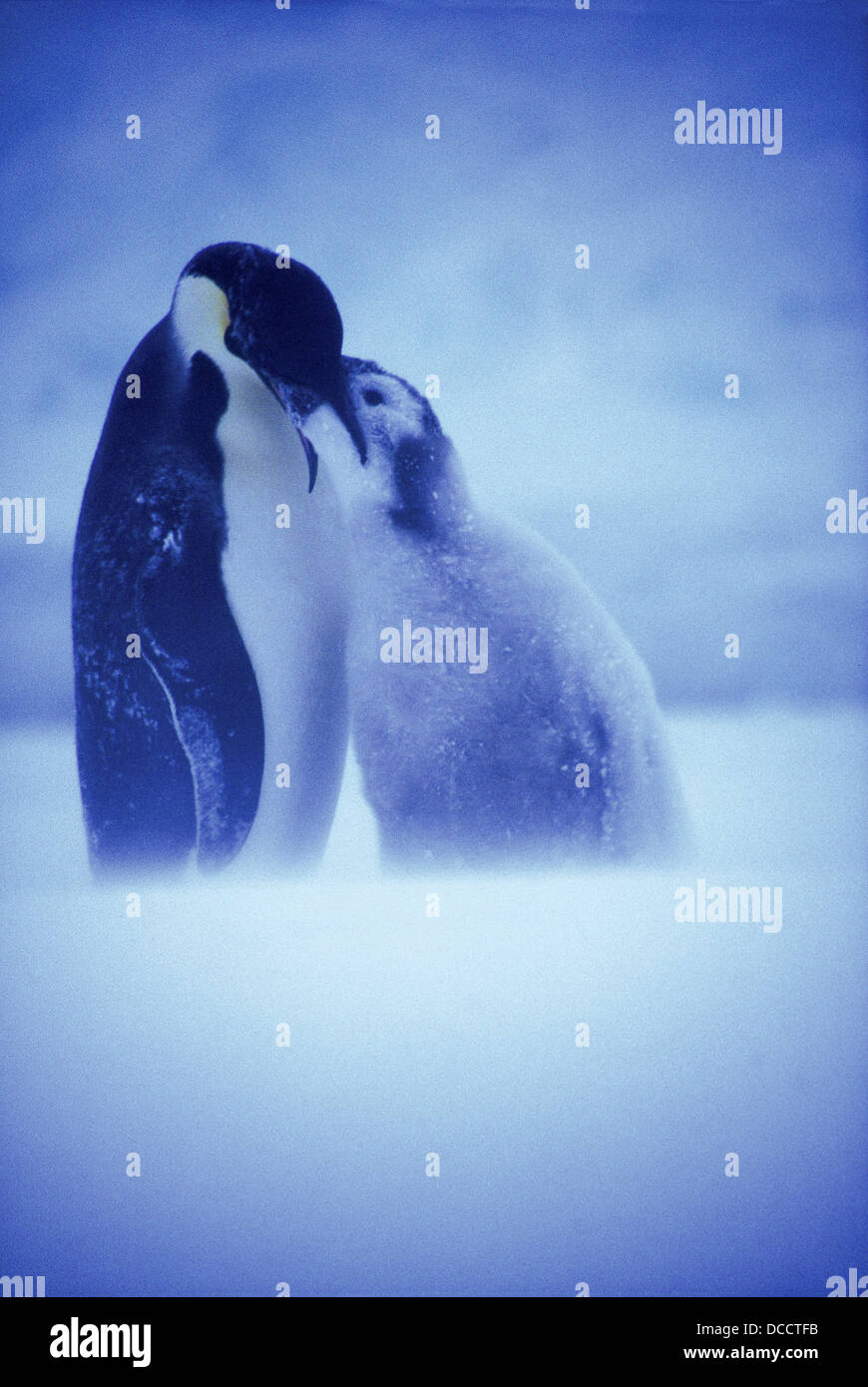 Emperor Penguin Breeding Cycle Australian Antarctic Division