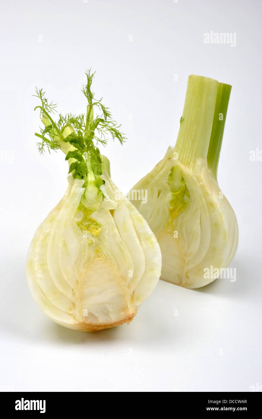 one organic fennel and a white background Stock Photo - Alamy