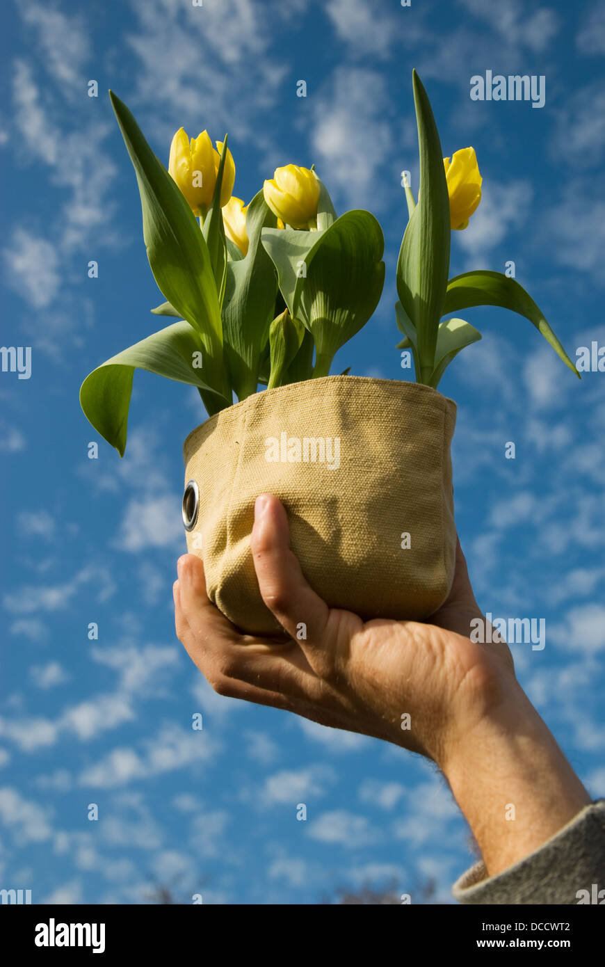 Holding spring high Stock Photo - Alamy