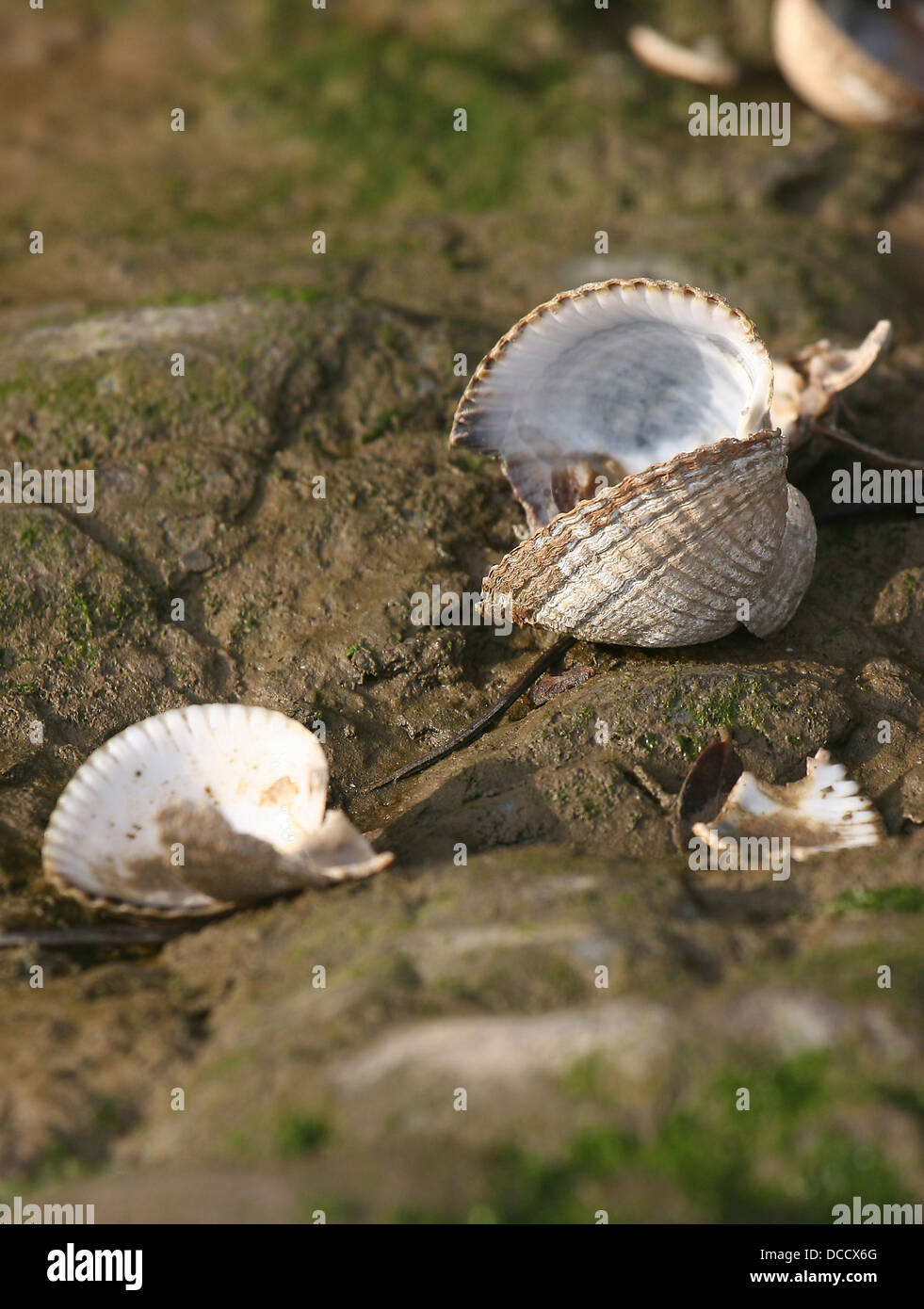 Broken cockle shells hi-res stock photography and images - Alamy
