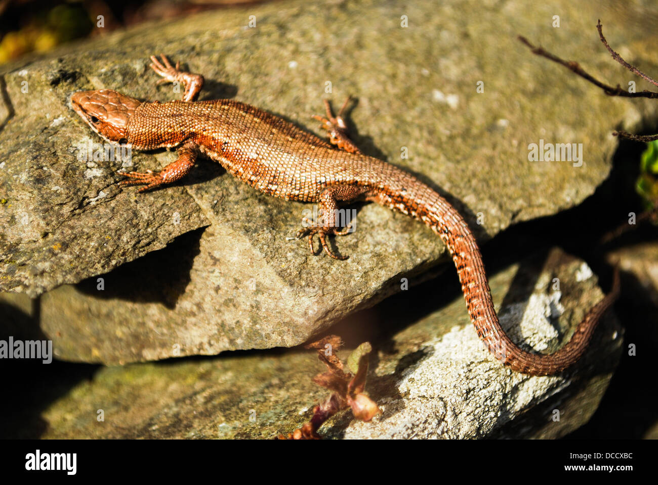 A close-up of a common lizard sitting on a stone enjoying the sunshine ...