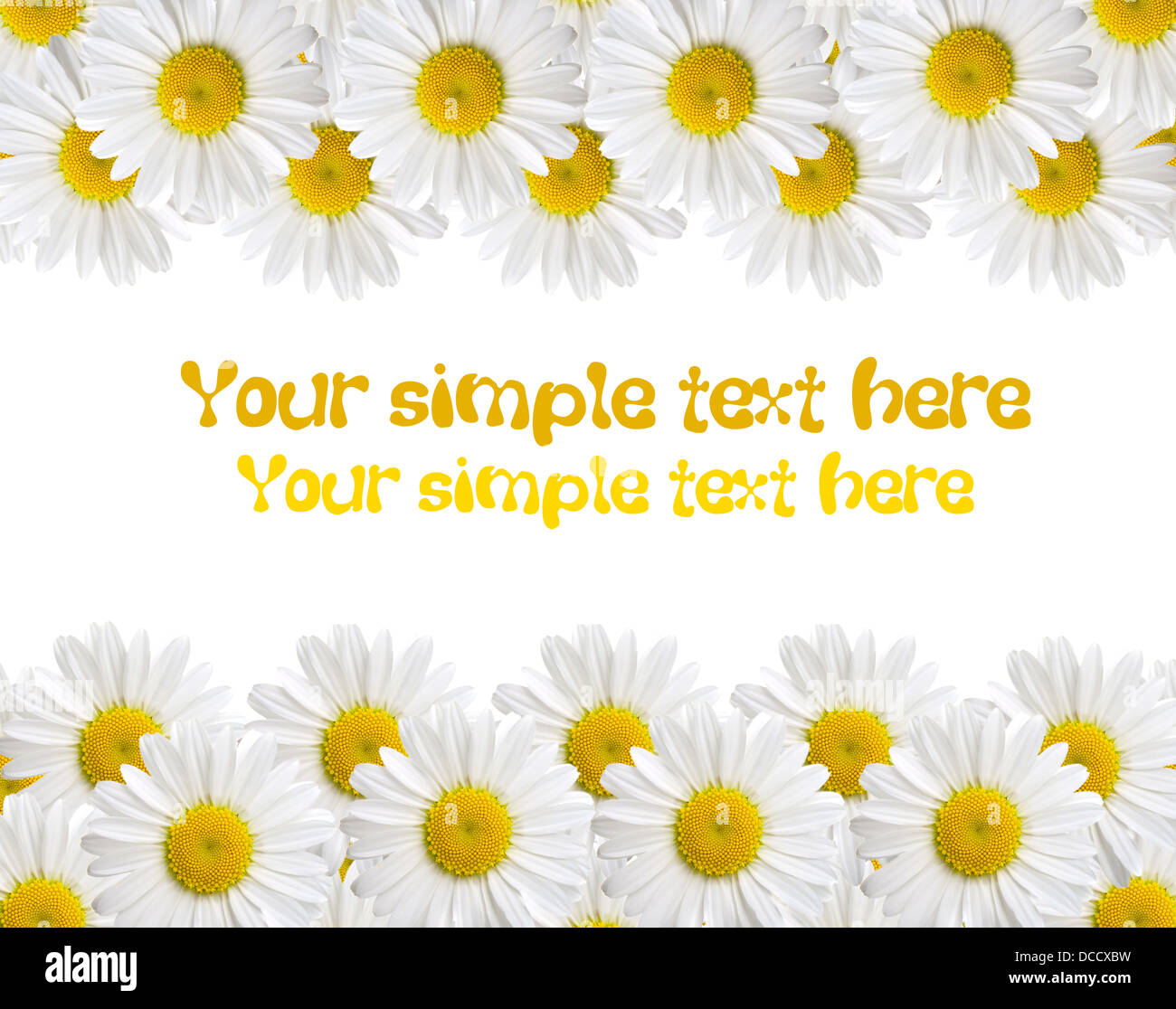 camomile isolated on white background with with room for text Stock ...