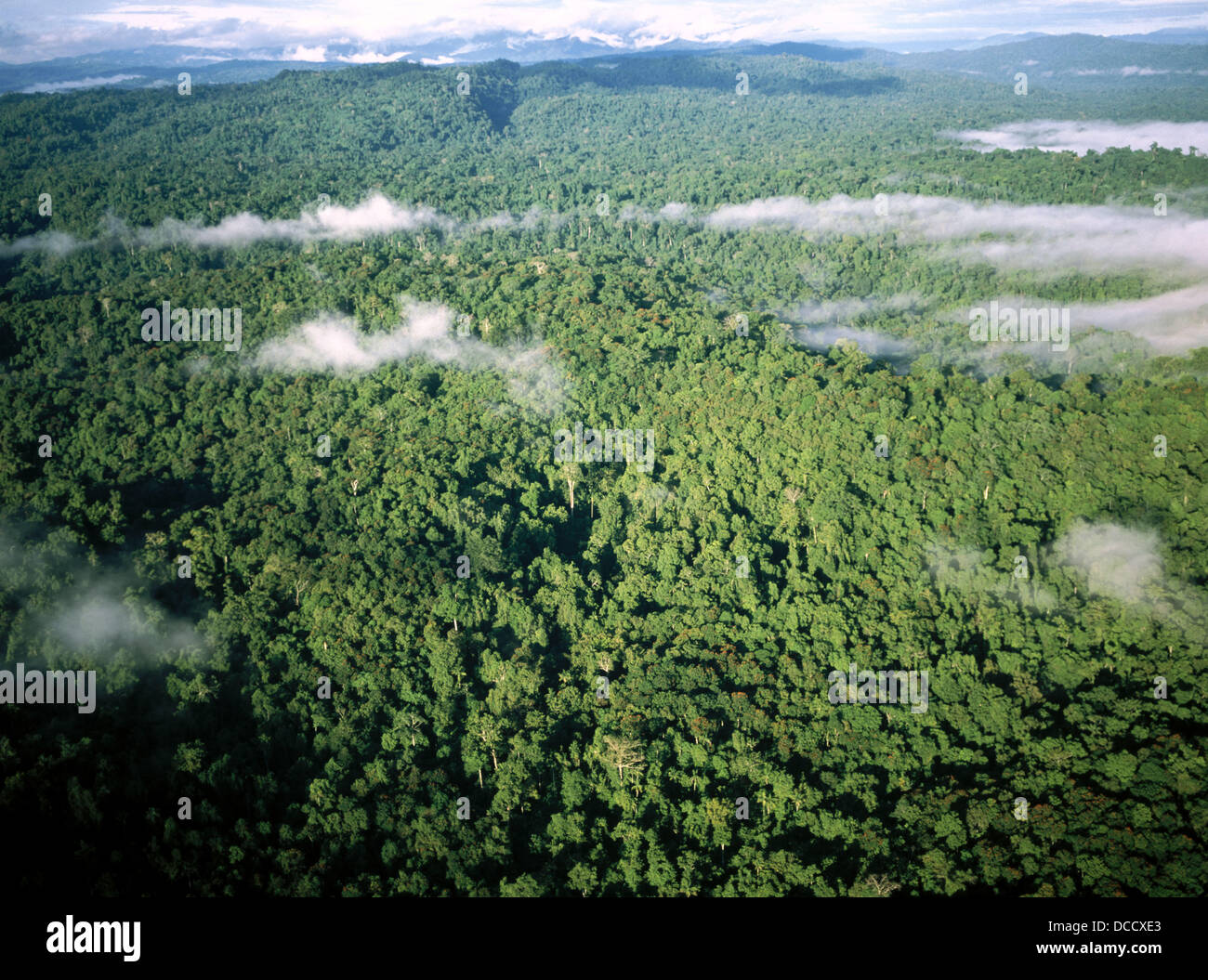Melanesia rainforest ecosystem hi-res stock photography and images - Alamy