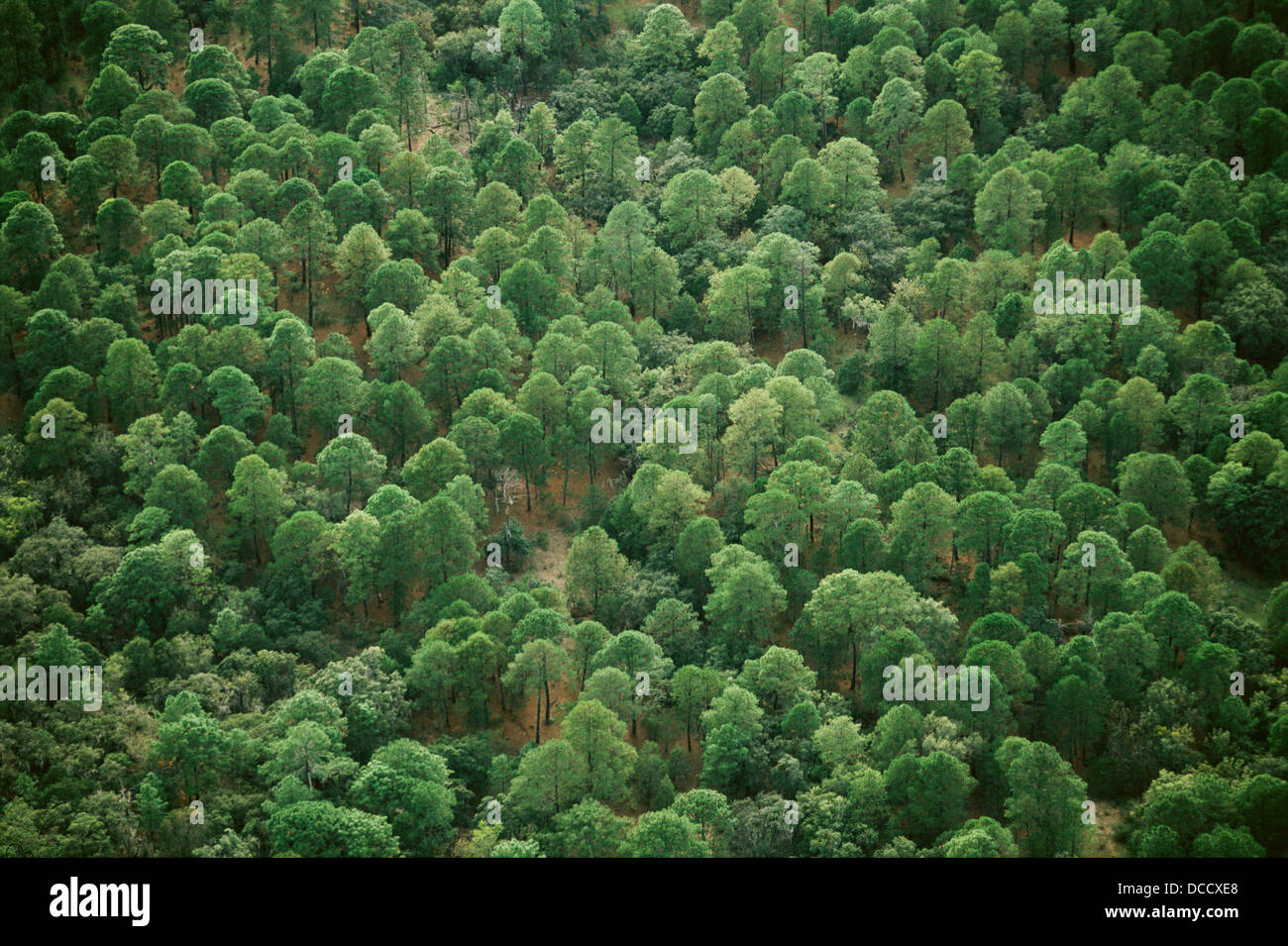 Sierra tamaulipas tamaulipas mexico hi-res stock photography and images ...