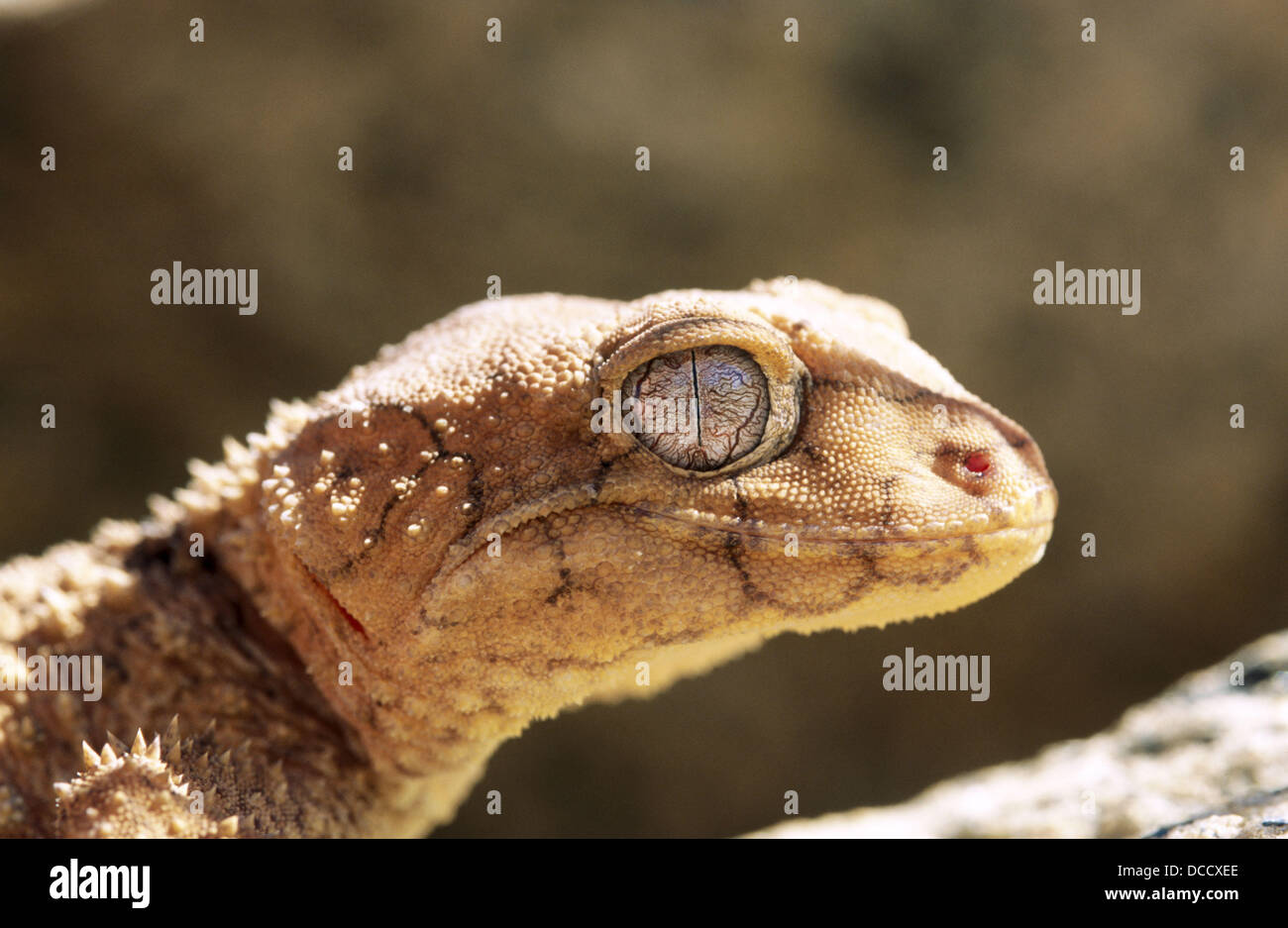 Knob tailed hi-res stock photography and images - Alamy