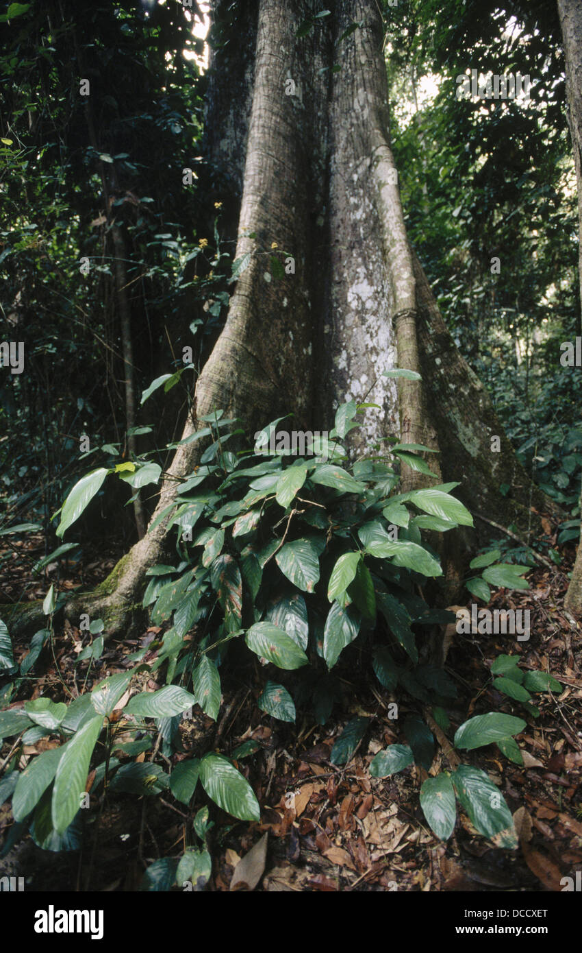 Tropical lumber hi-res stock photography and images - Alamy