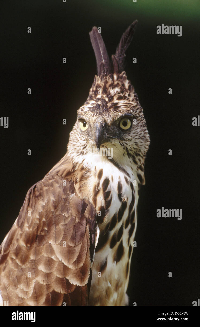 Philippine Hawk Eagle High Resolution Stock Photography and Images - Alamy