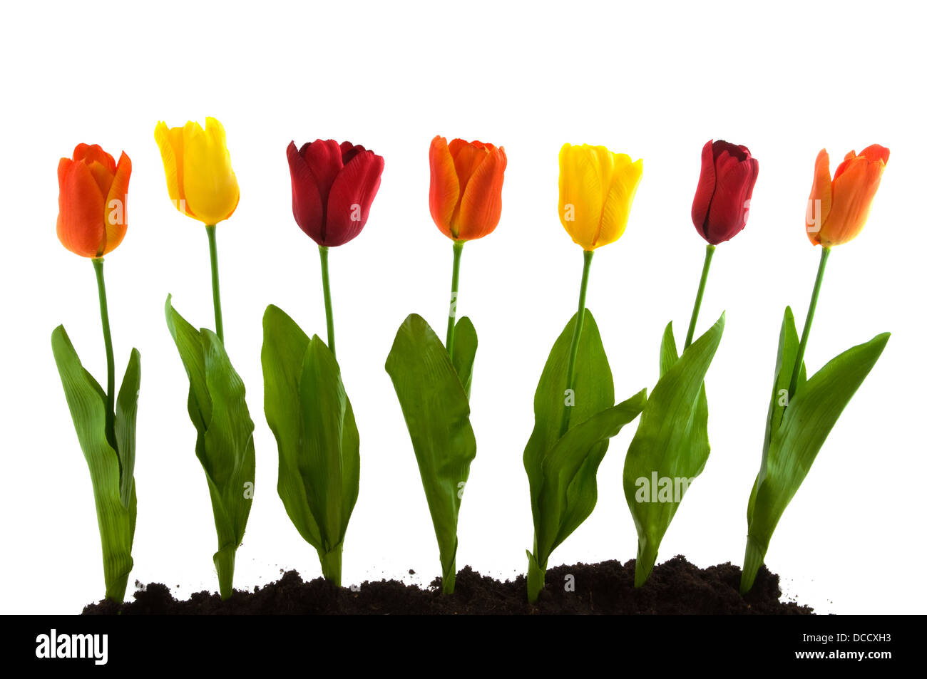 A row with colorful silk tulips Stock Photo - Alamy
