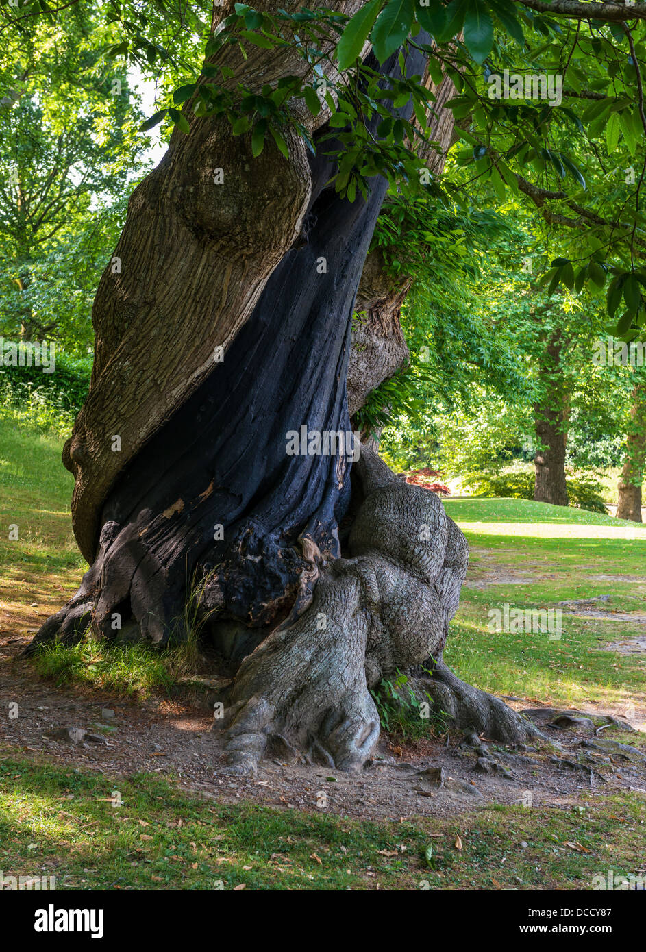 Spanish chestnut tree hi-res stock photography and images - Alamy