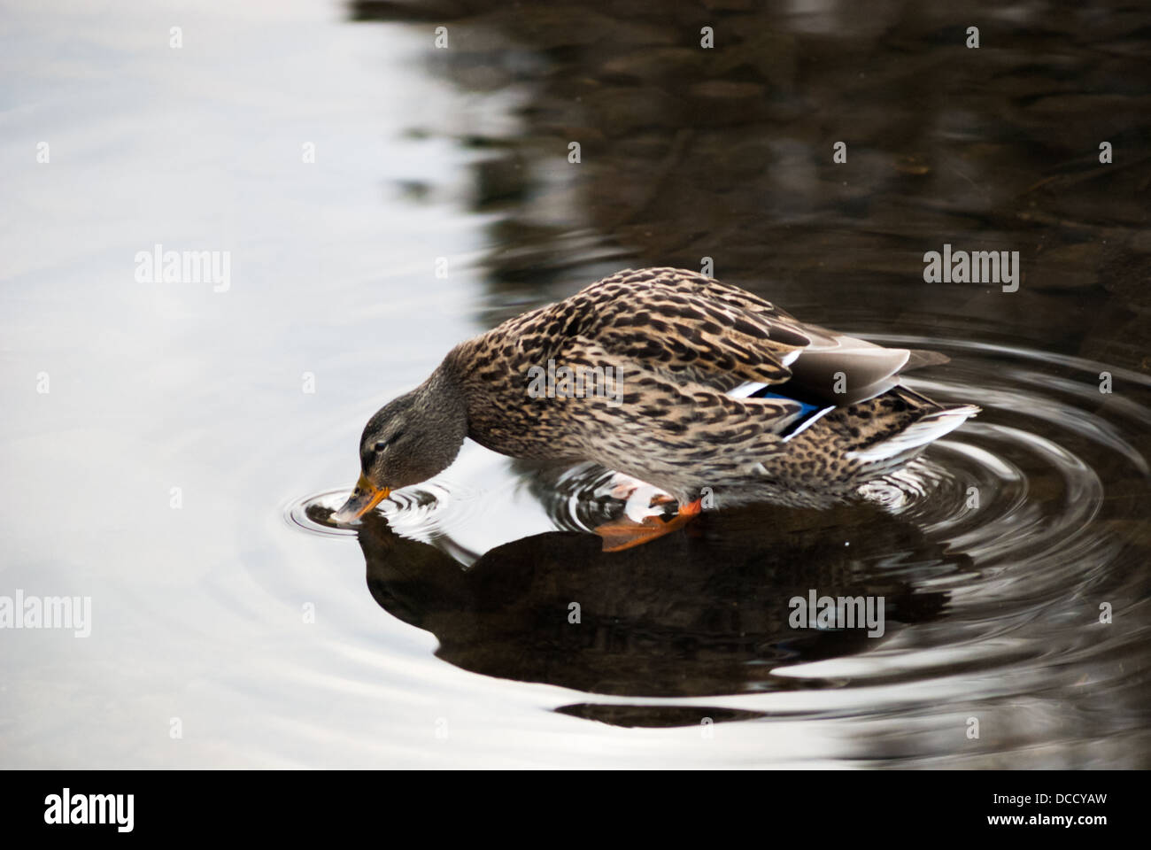 A close-up of a mallard duck standing on a rock in the water drinking ...