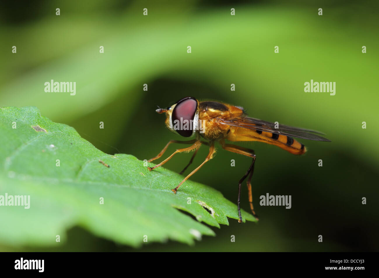 Fly bee insect Stock Photo - Alamy