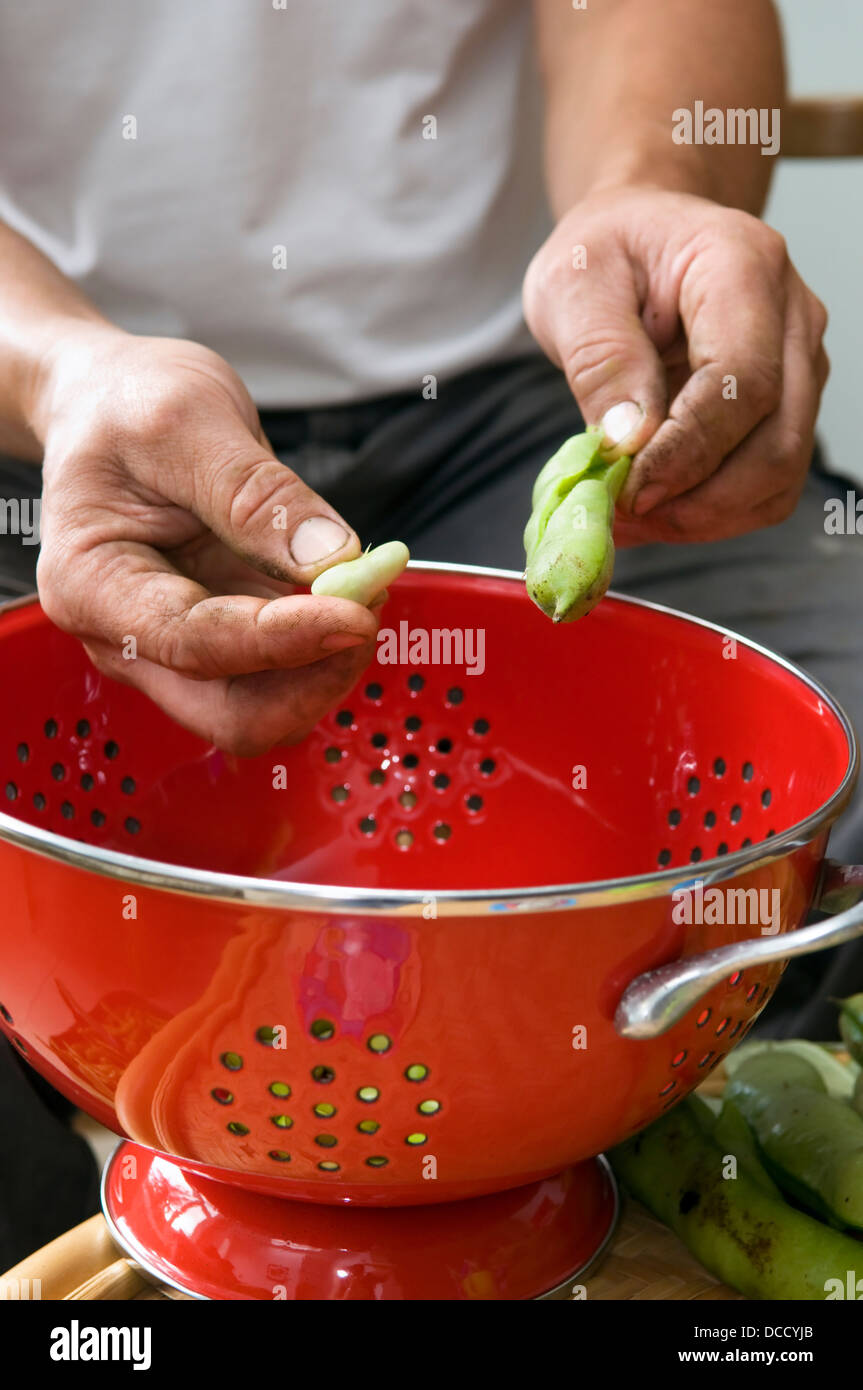 Caucasian man shelling freshly picked home grown broad beans into red ...