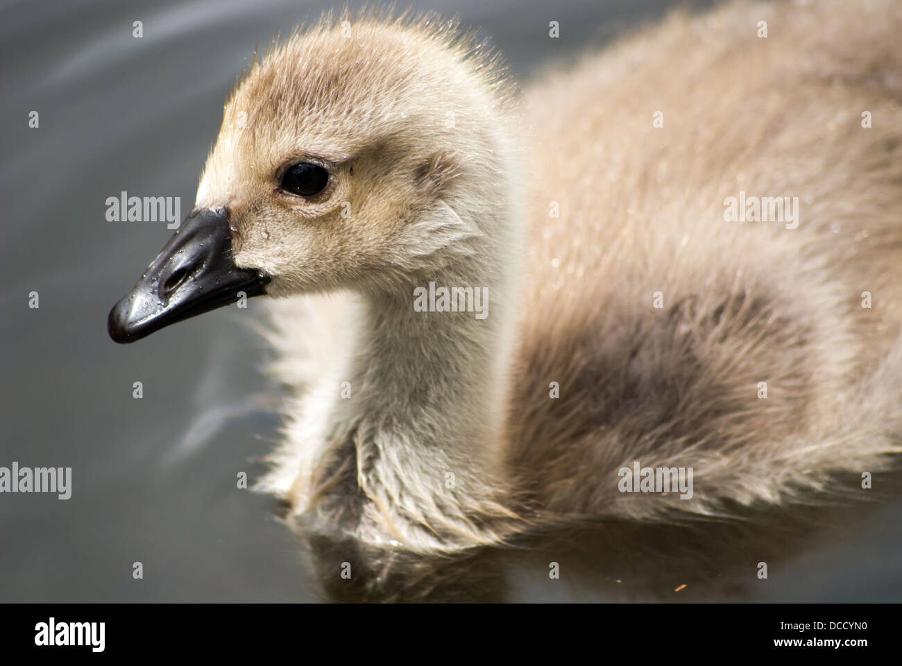 Chick duckling hi-res stock photography and images - Alamy