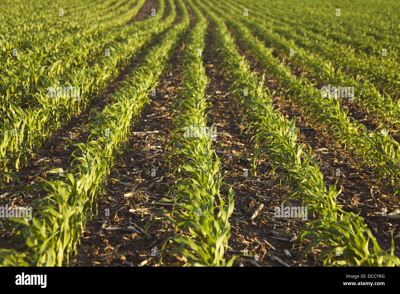 Dekalb corn hi-res stock photography and images - Alamy