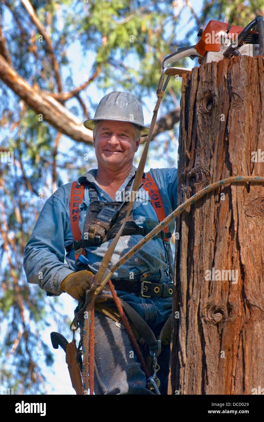 Logger 40 feet above ground in incense cedar tree, removing tree in ...