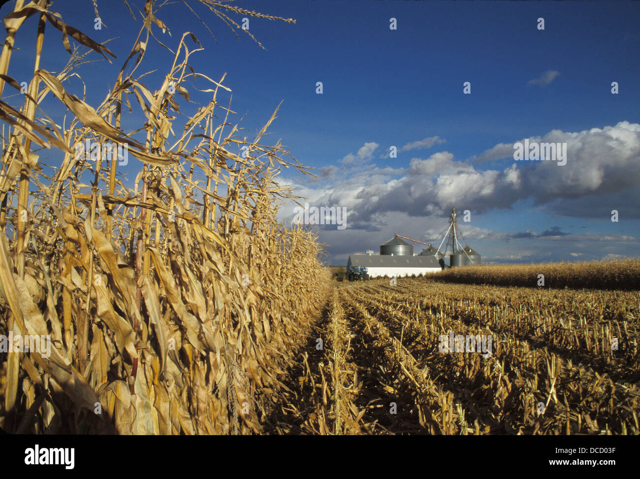 Cornfield and farm buildings. Western Nebraska. USA Stock Photo - Alamy
