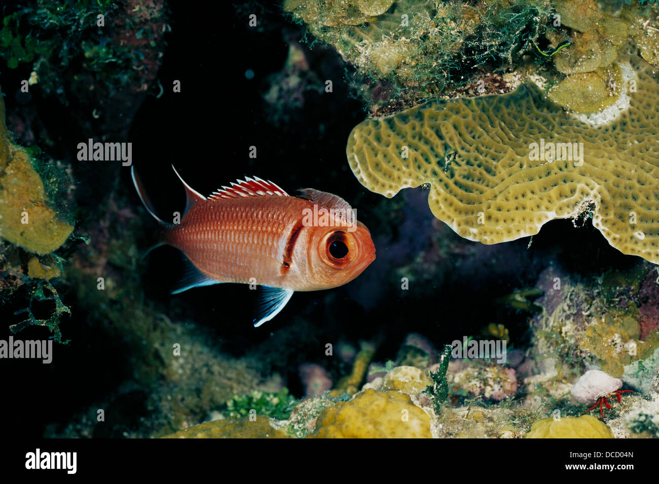 Parasitic Fish Isopod High Resolution Stock Photography and Images - Alamy