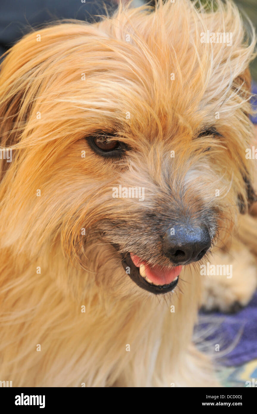Doggy hi-res stock photography and images - Alamy