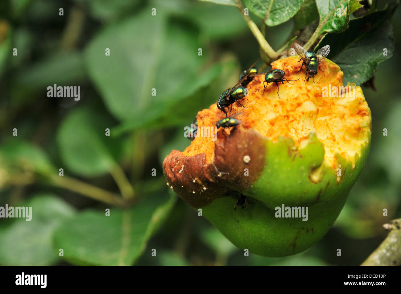Insects and fruit hi-res stock photography and images - Alamy