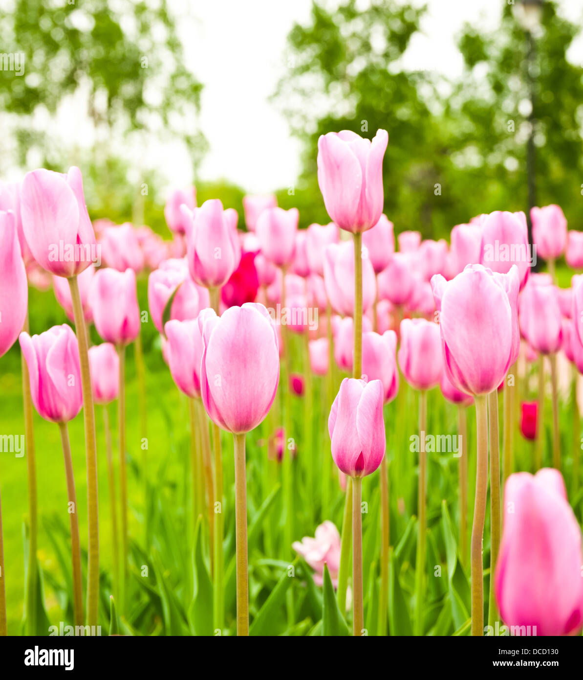 tulips field in spring time Stock Photo - Alamy