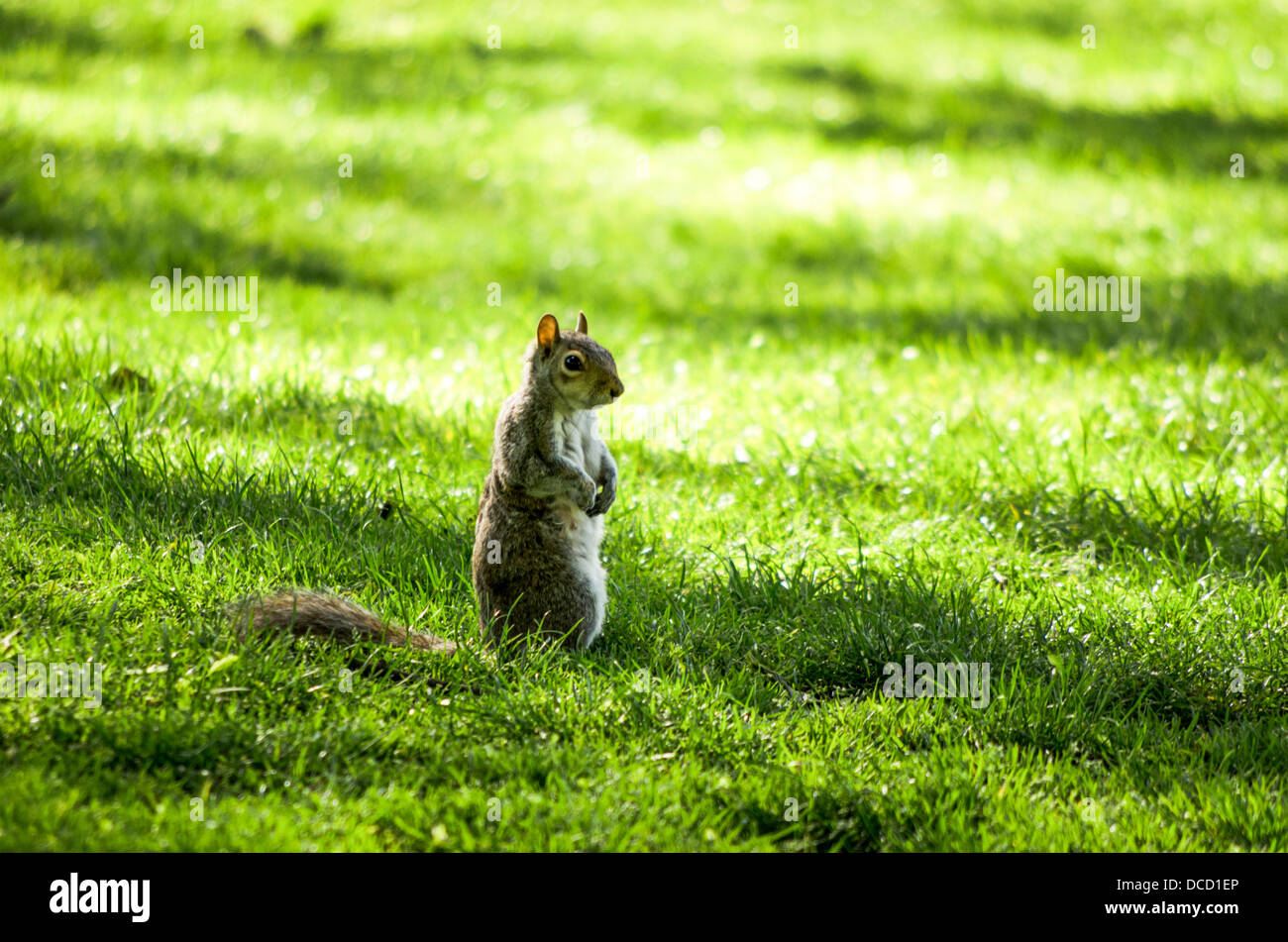 A funny grey squirrel standing on back feet looking into the camera in ...