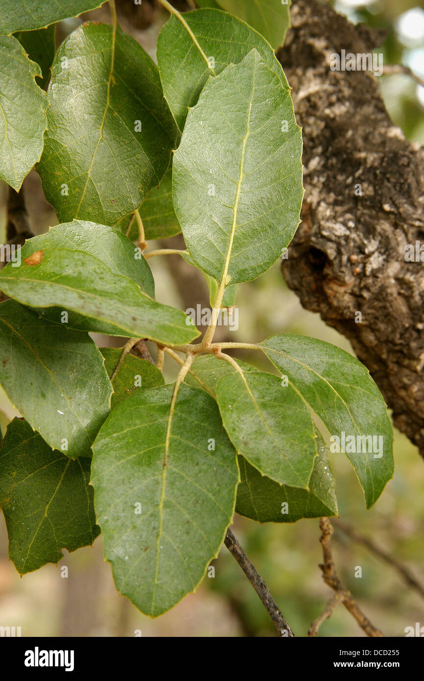Quercus suber leaf hi-res stock photography and images - Alamy