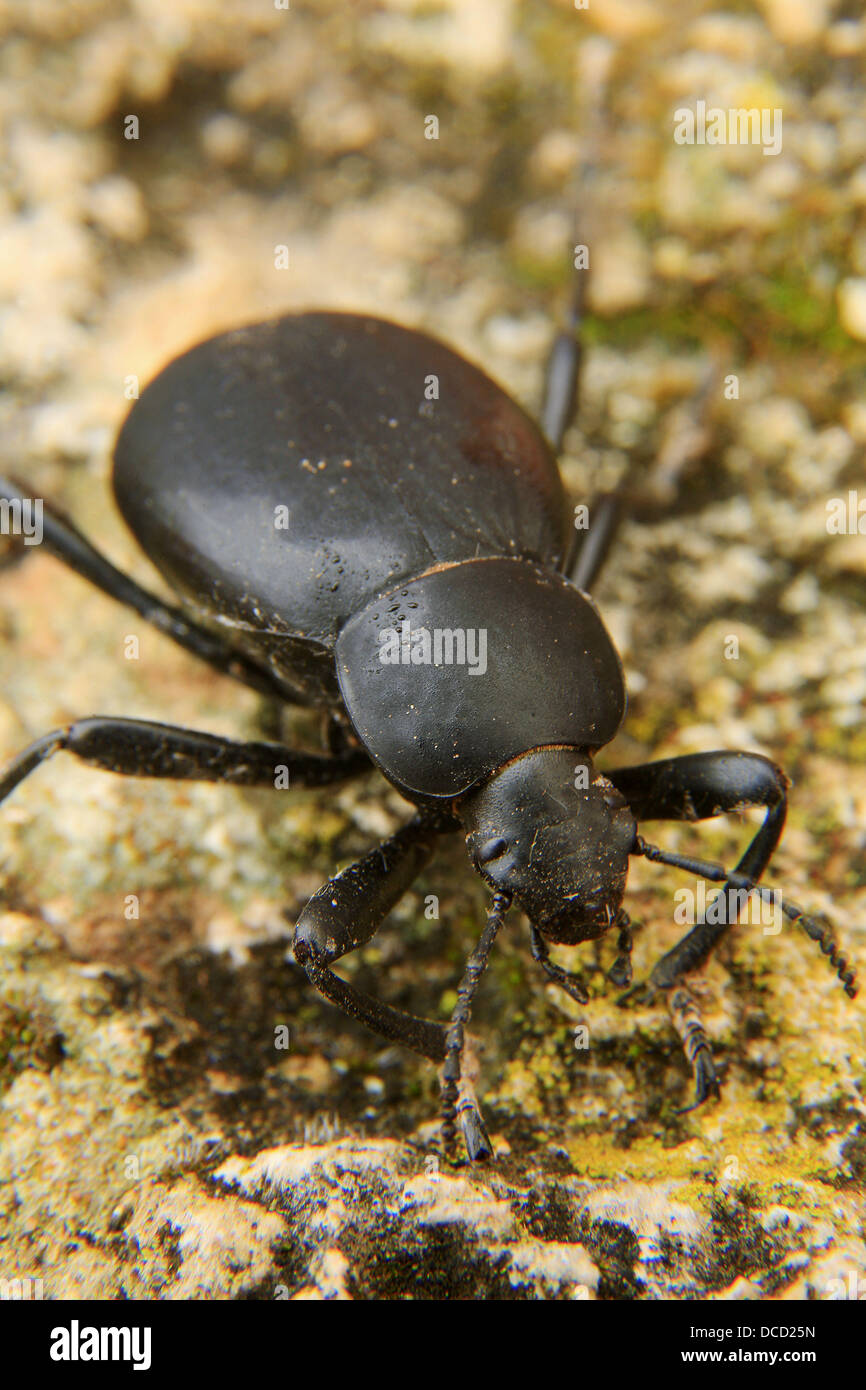 Akis hi-res stock photography and images - Alamy