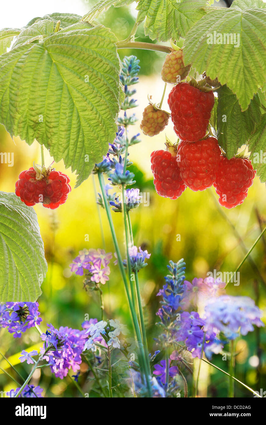 Raspberry.Garden raspberries at Sunset.Soft Focus Stock Photo - Alamy