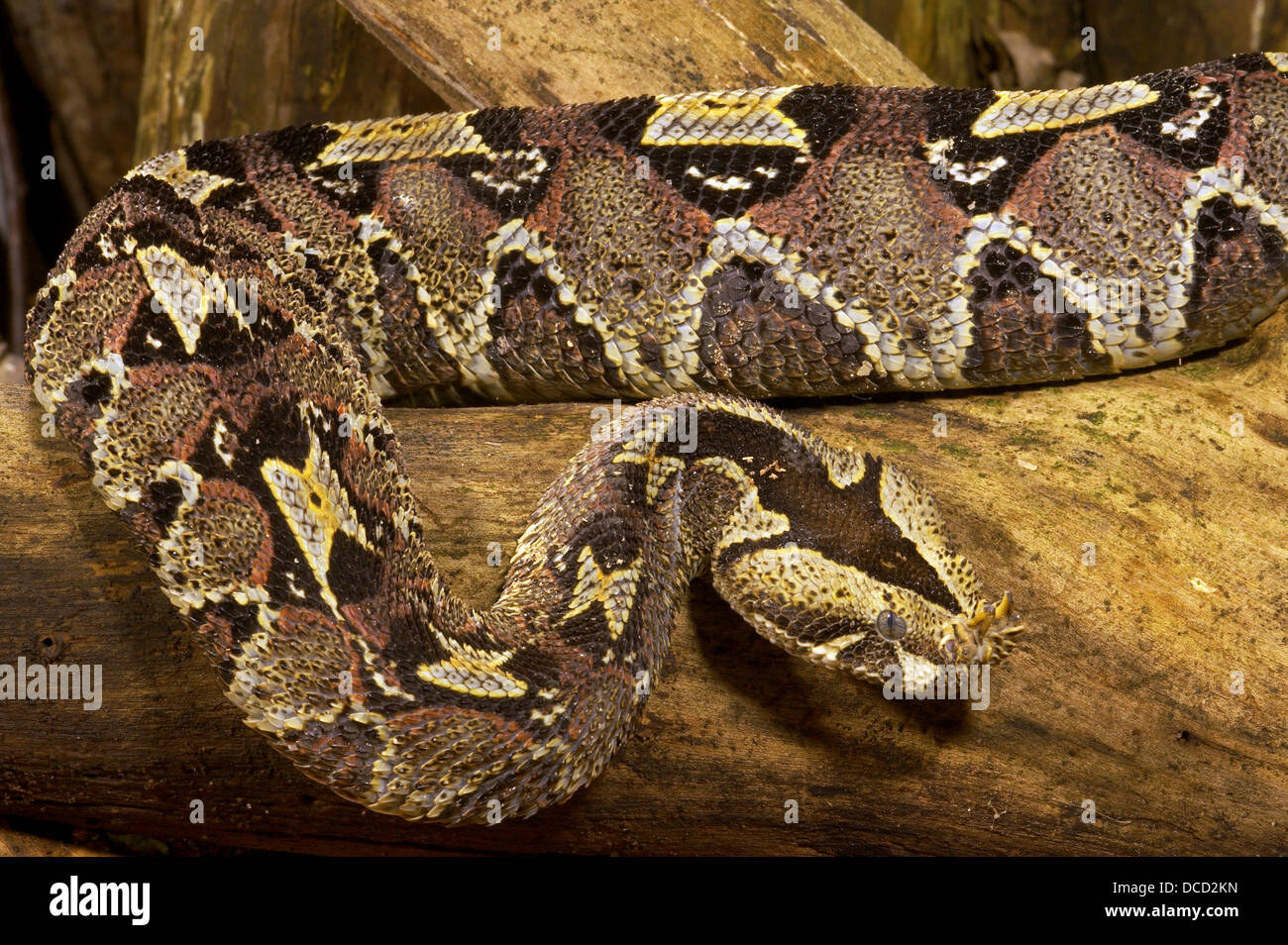 Rhinoceros Viper (bitis Nasicornis) High Resolution Stock Photography ...