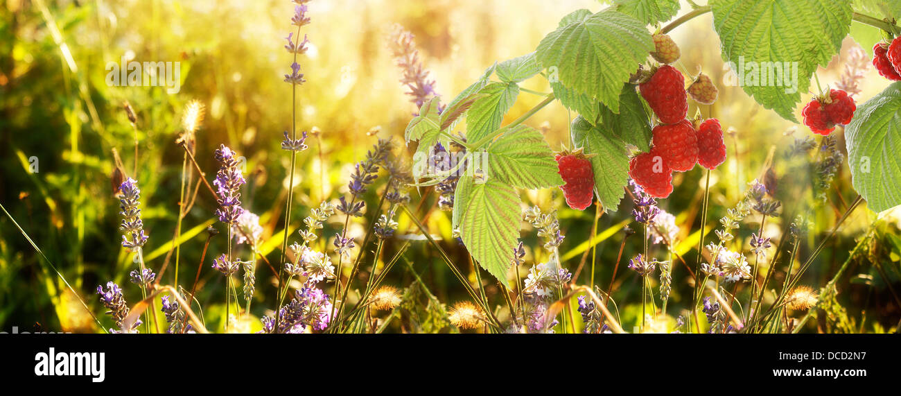 Raspberry.Garden raspberries at Sunset.Soft Focus Stock Photo - Alamy