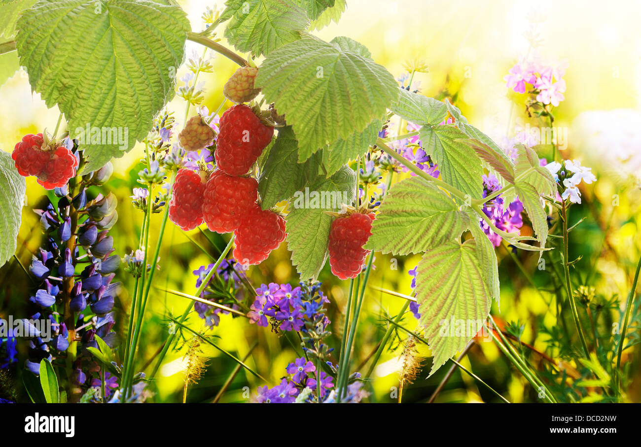 Raspberry.Garden raspberries at Sunset.Soft Focus Stock Photo - Alamy