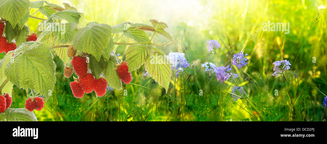 Raspberry.Garden raspberries at Sunset.Soft Focus Stock Photo - Alamy