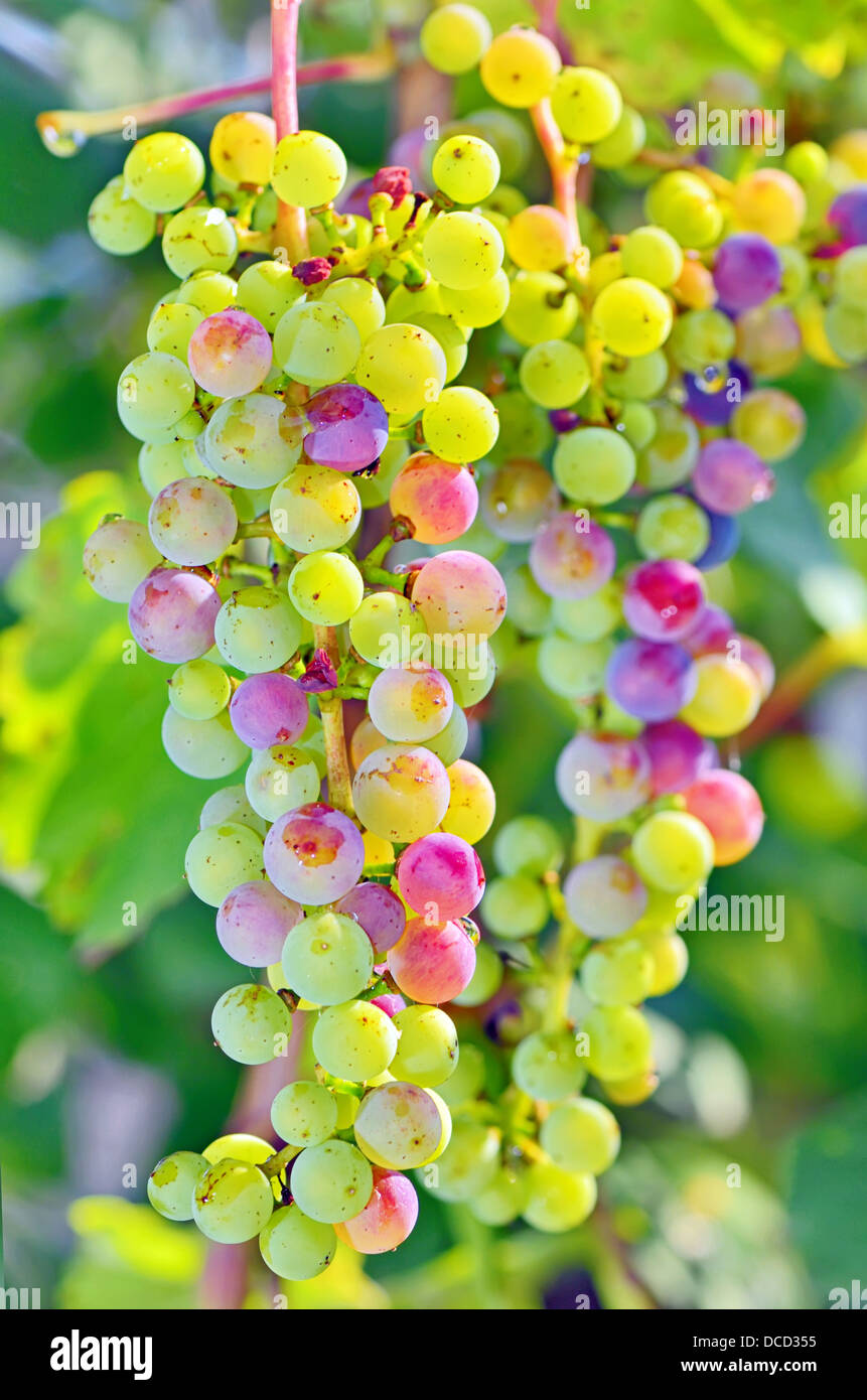 Immature bunch of grapes hi-res stock photography and images - Alamy