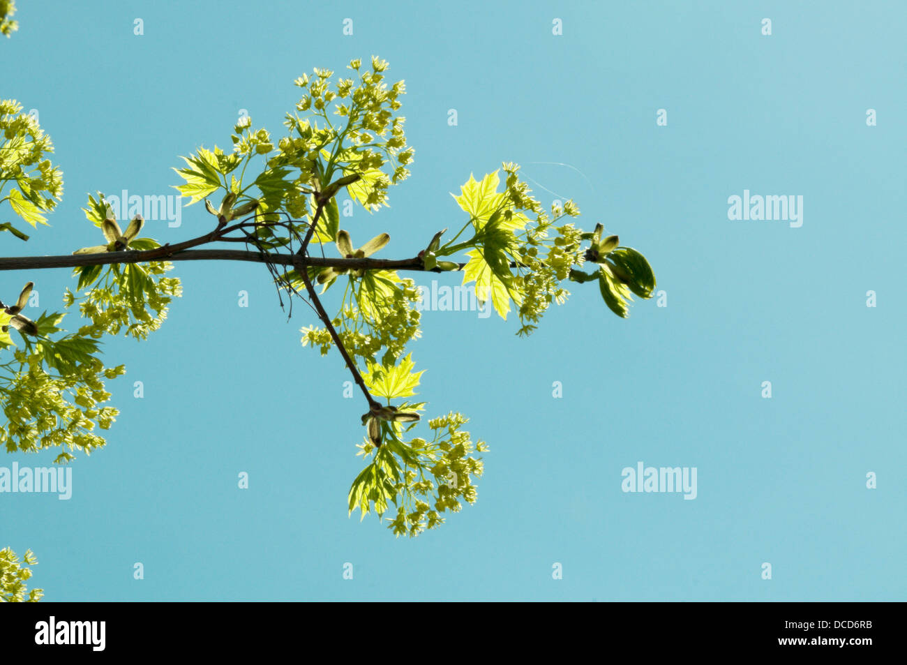 Flowering Maple Tree branch in spring Stock Photo - Alamy