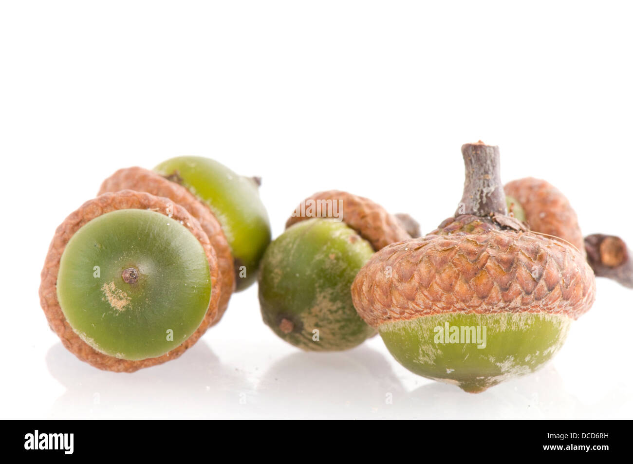 Acorns detail hi-res stock photography and images - Alamy