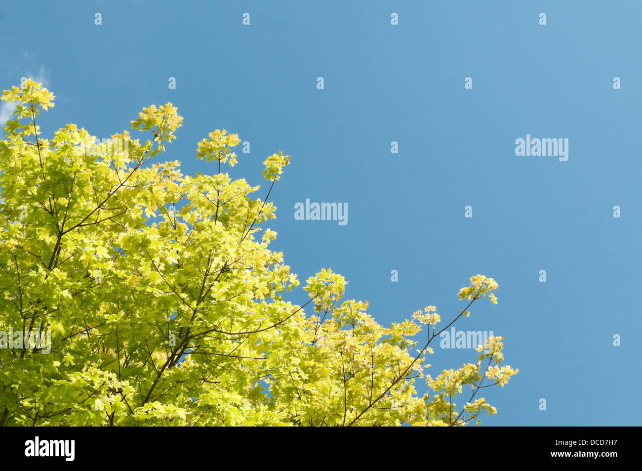 Maple tree leaves in spring Stock Photo - Alamy