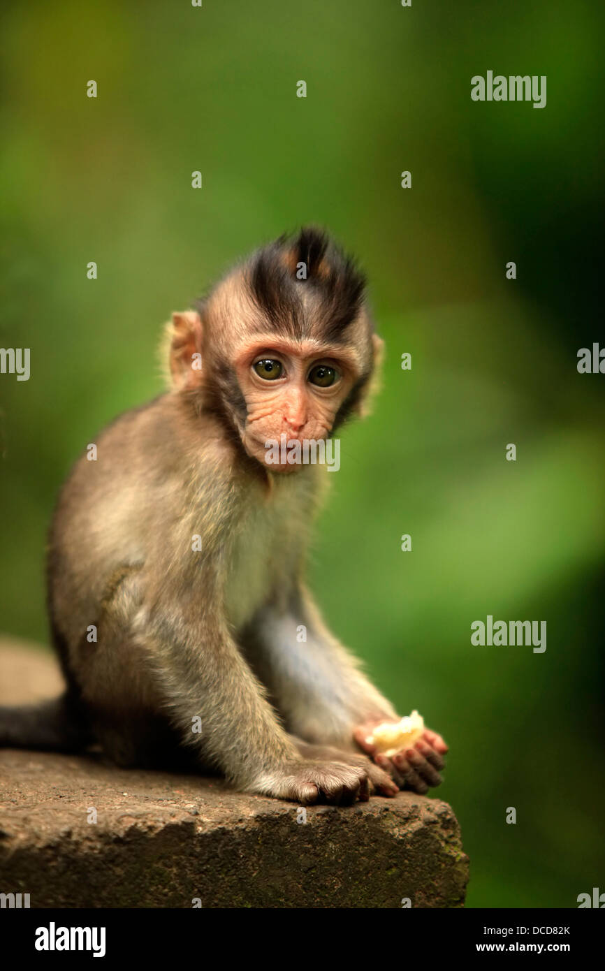 Child of monkeys Stock Photo - Alamy