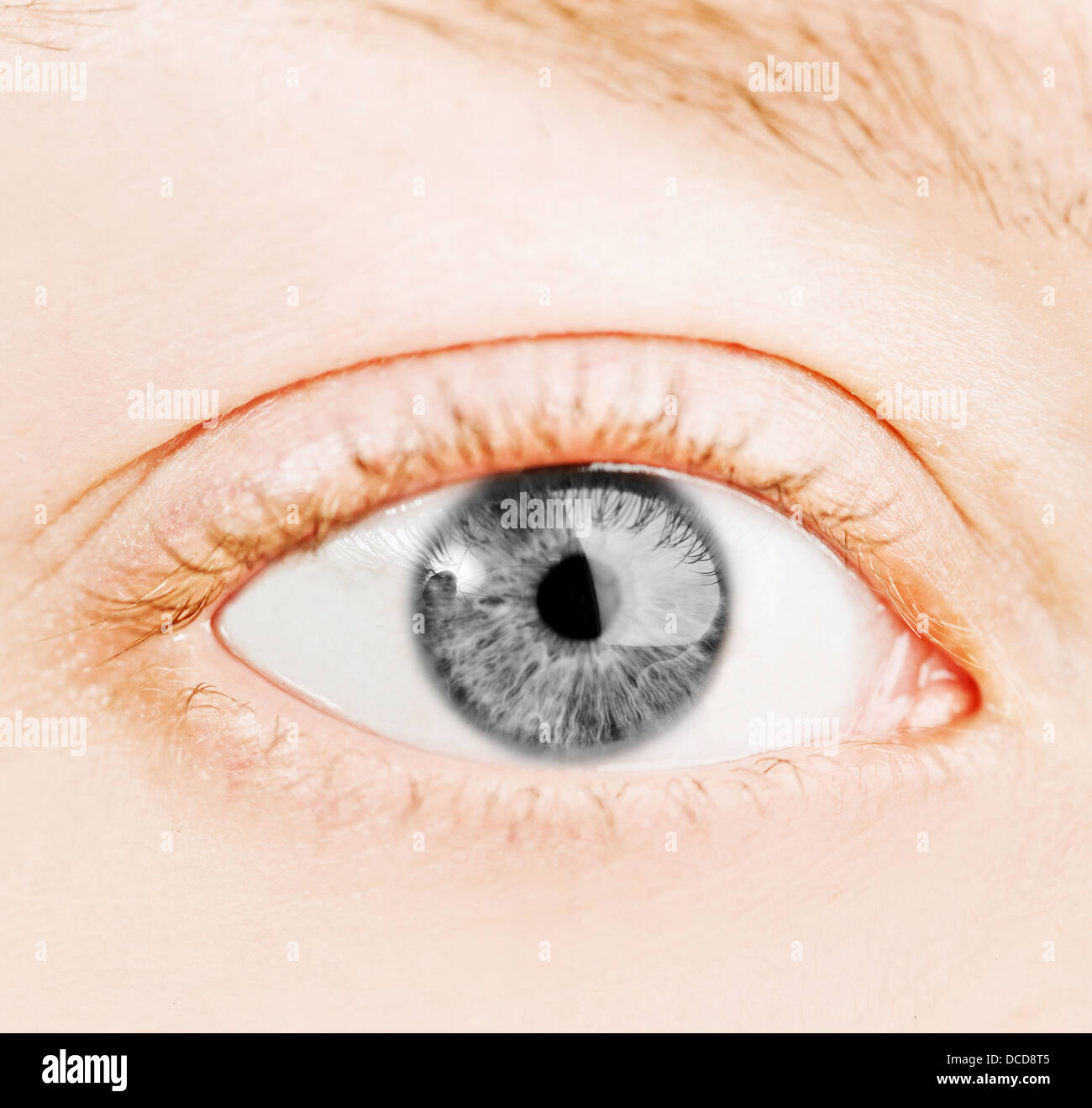 Human gray eye. macro shooting Stock Photo - Alamy