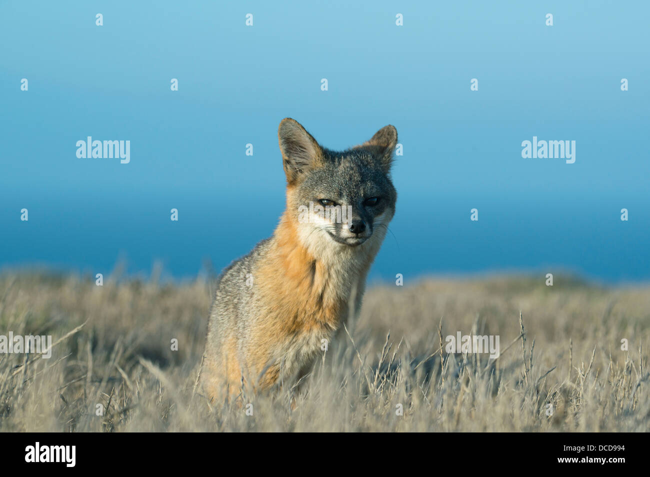 Island Fox (Urocyon littoralis) WILD, Santa Cruz Island, Endemic to ...