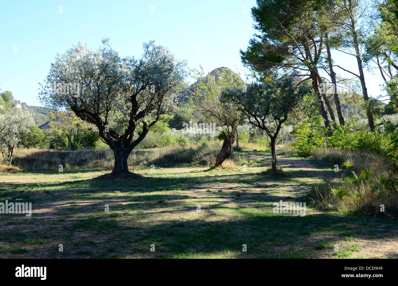 Saint rémy de provence, 1889 hi-res stock photography and images - Alamy